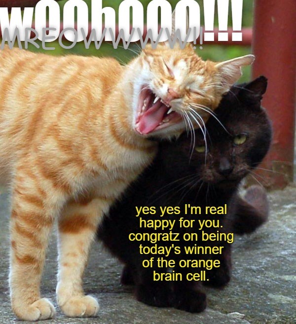 I'm real happy for you - Lolcats - lol | cat memes | funny cats | funny ...