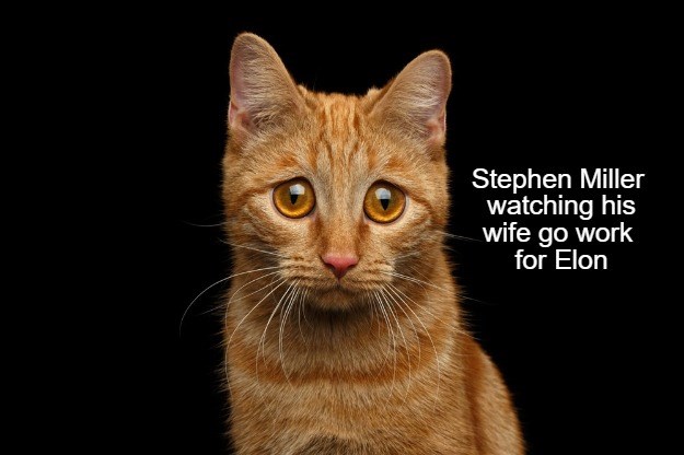 Bwahahaha - Lolcats - lol | cat memes | funny cats | funny cat pictures ...