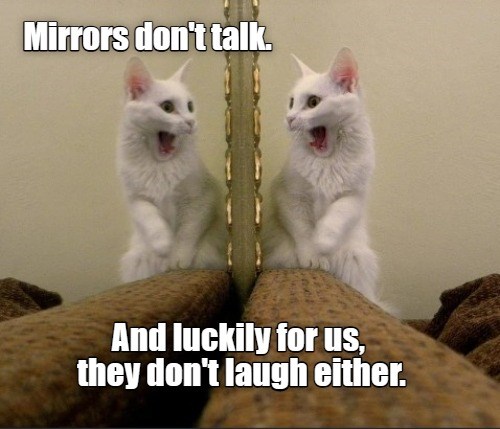 No laughs here - Lolcats - lol | cat memes | funny cats | funny cat ...