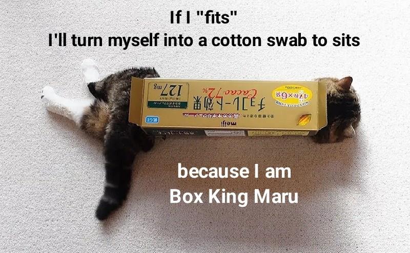 Maru rules - Lolcats - lol | cat memes | funny cats | funny cat ...
