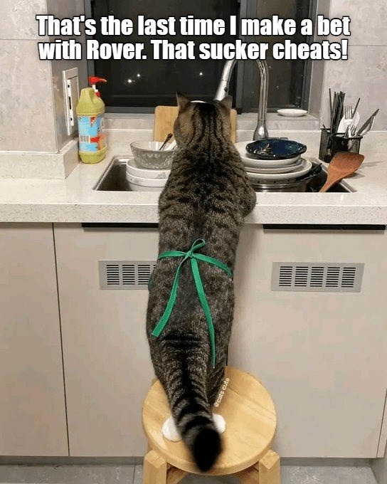 That cheat... - Lolcats - lol | cat memes | funny cats | funny cat ...