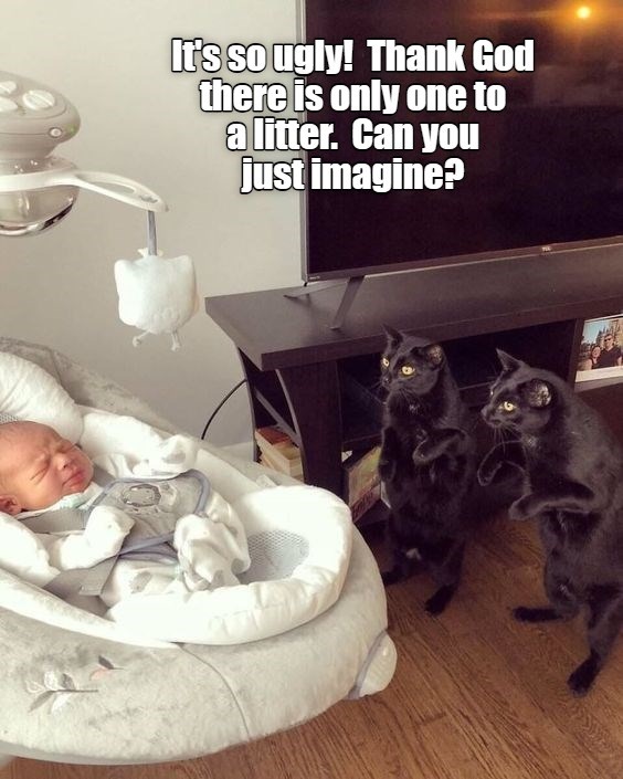 Litter of one. - Lolcats - lol | cat memes | funny cats | funny cat ...