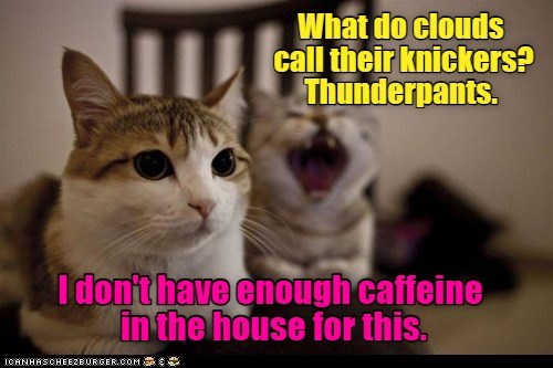 Don't bother with the water, I'll eat it raw. - Lolcats - lol | cat ...