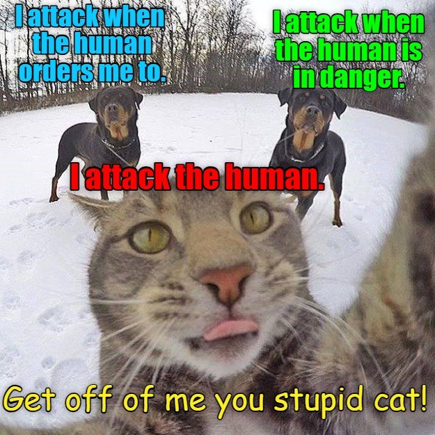 Love bites. - Lolcats - lol | cat memes | funny cats | funny cat ...