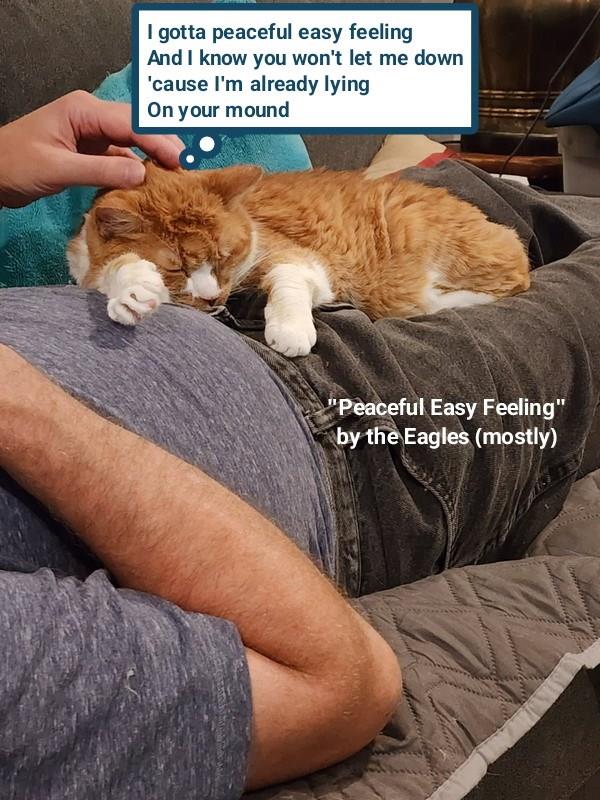 "Peaceful Easy Feeling" by the Eagles - Lolcats - lol | cat memes ...