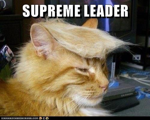 Supreme. - Lolcats - lol | cat memes | funny cats | funny cat pictures ...