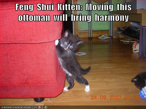 Feline Feng Shui - Lolcats - lol | cat memes | funny cats | funny cat ...