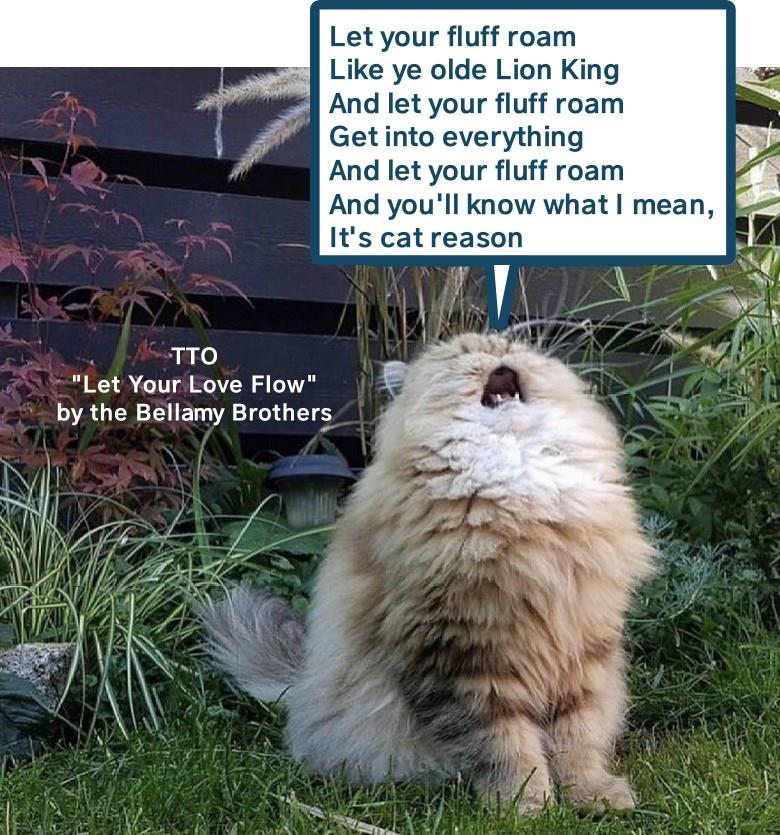 TTO "Let Your Love Flow" by the Bellamy Brothers - Lolcats - lol | cat ...