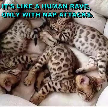Nap Attacks - Lolcats - lol | cat memes | funny cats | funny cat ...