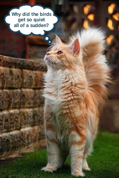 Guess - Lolcats - lol | cat memes | funny cats | funny cat pictures ...