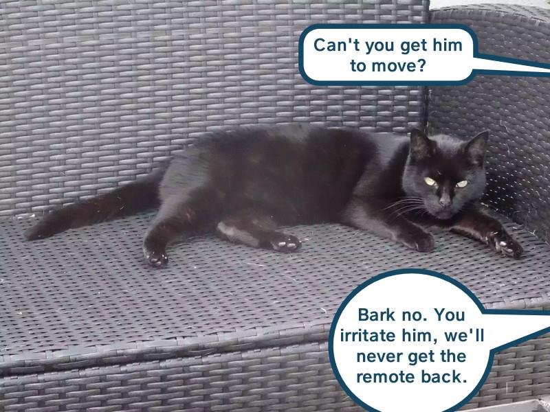 There's still a slim chance... - Lolcats - lol | cat memes | funny cats ...