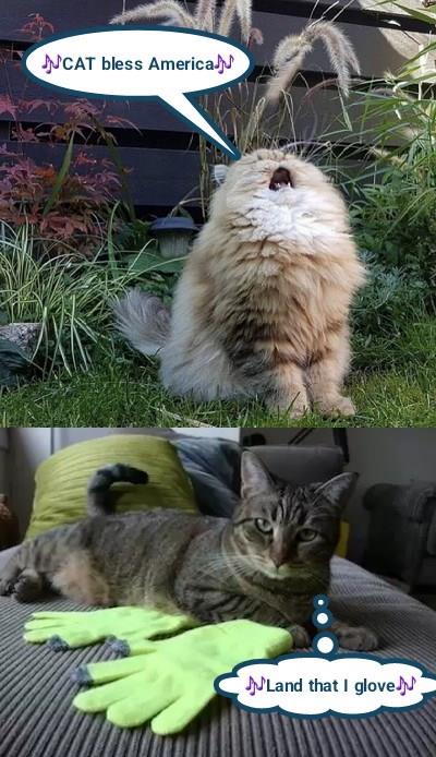 Happy 4th! - Lolcats - lol | cat memes | funny cats | funny cat ...