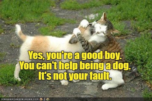 Good Boy - Lolcats - lol | cat memes | funny cats | funny cat pictures ...