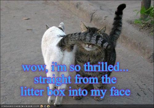 straight from the litter box - Lolcats - lol | cat memes | funny cats ...