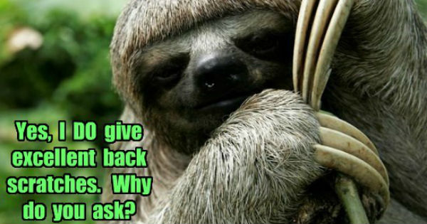 Celebrate International Sloth Day by Looking at These Memes Very, Very ...