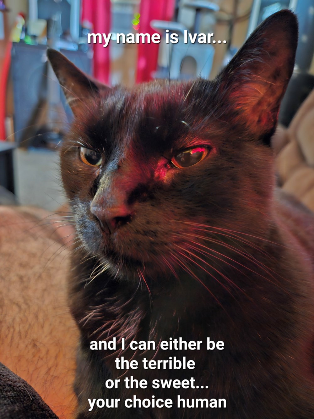 My name is Ivar - Lolcats - lol | cat memes | funny cats | funny cat ...