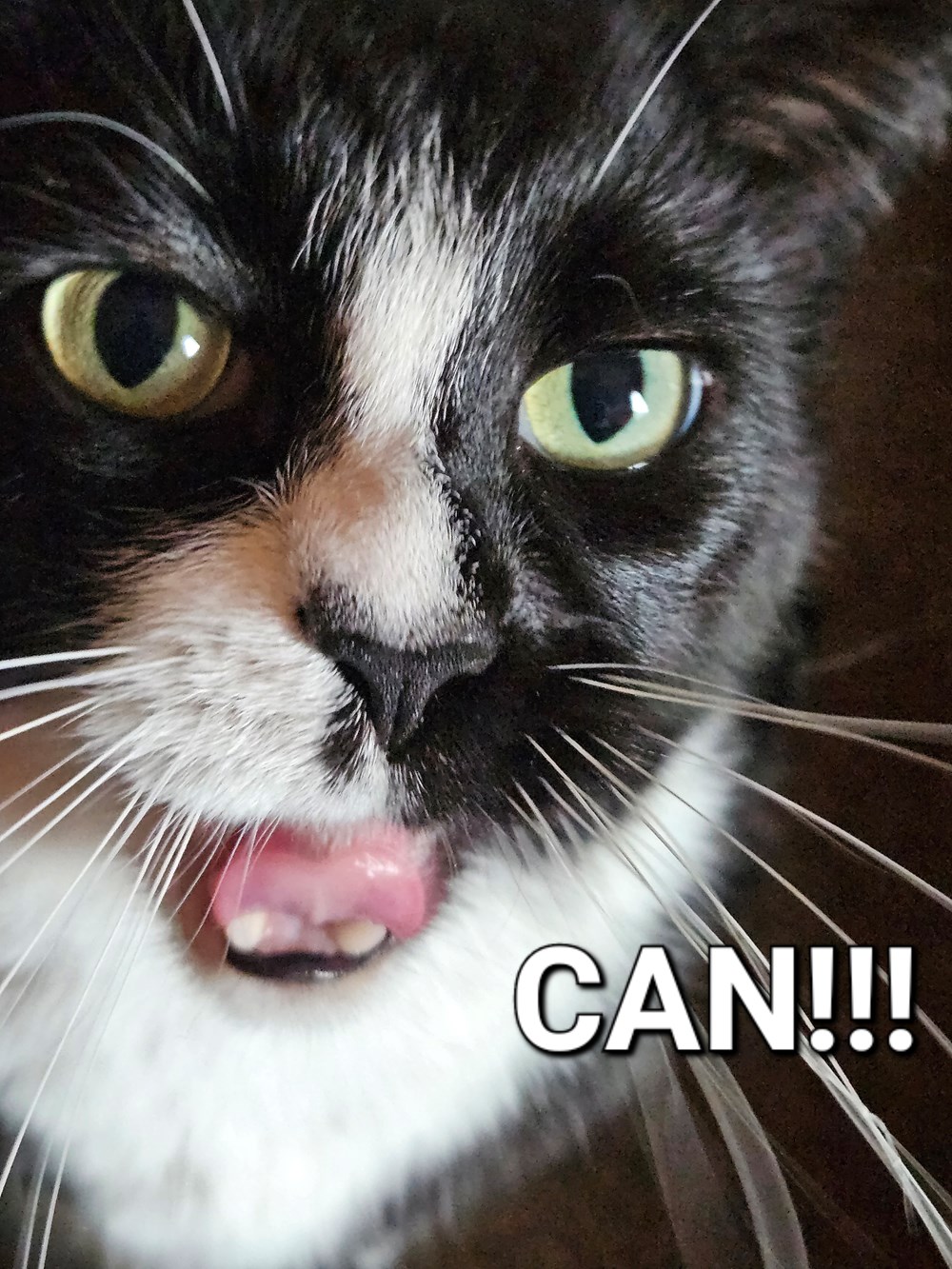 Angus can has - Lolcats - lol | cat memes | funny cats | funny cat ...