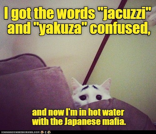 Please help. - Lolcats - lol | cat memes | funny cats | funny cat ...