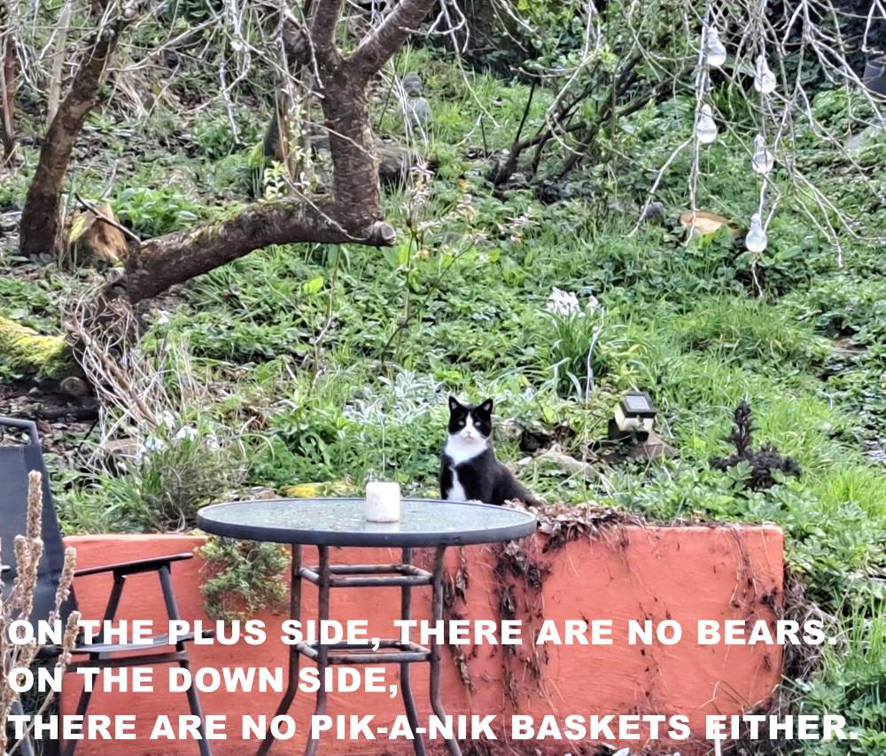 Pluses and Meownuses - Lolcats - lol | cat memes | funny cats | funny ...