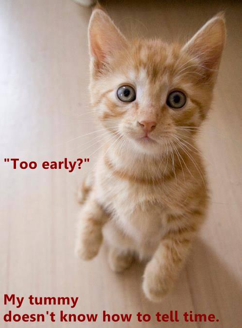 It's tummy time - Lolcats - lol | cat memes | funny cats | funny cat ...