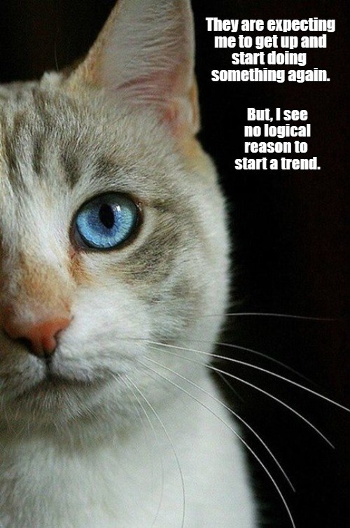 No logical reason. - Lolcats - lol | cat memes | funny cats | funny cat ...