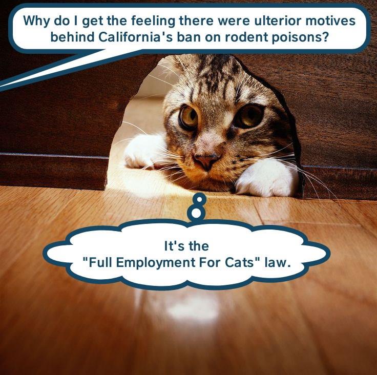 Is your state rep paid off by Big Feline? - Lolcats - lol | cat memes ...