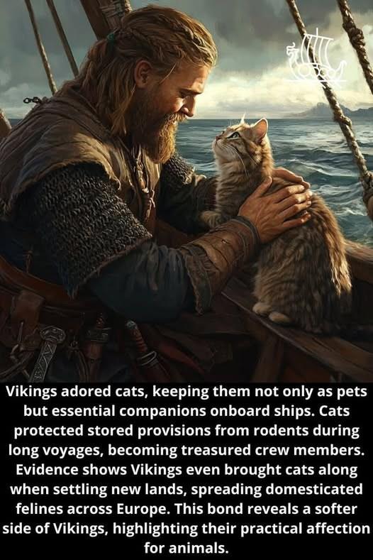The legend of VikCats - Lolcats - lol | cat memes | funny cats | funny ...