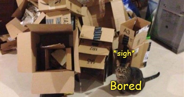 And not a one from Chewy - Lolcats - lol | cat memes | funny cats ...