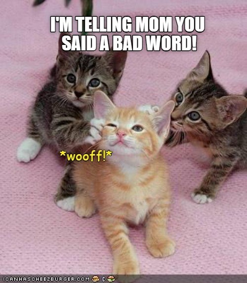 Woof! - Lolcats - lol | cat memes | funny cats | funny cat pictures ...