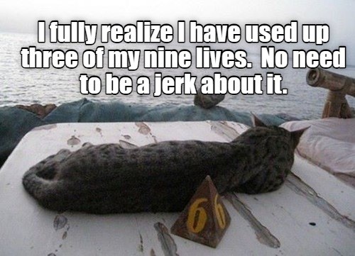 Just no need... - Lolcats - lol | cat memes | funny cats | funny cat ...