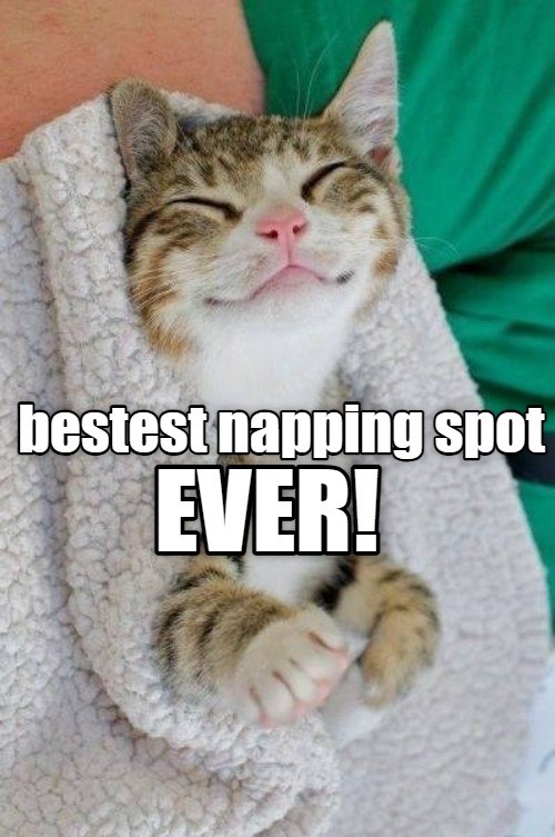 The Best - Lolcats - lol | cat memes | funny cats | funny cat pictures ...