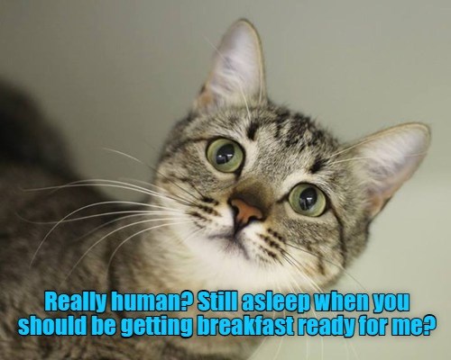 Be ashamed, human - Lolcats - lol | cat memes | funny cats | funny cat ...