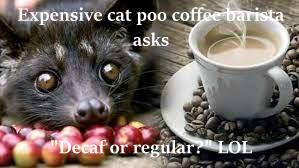 Expensive cat poo coffee barista asks "Decaf or regular?" LOL - Lolcats ...