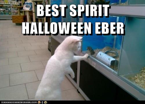 The best! - Lolcats - lol | cat memes | funny cats | funny cat pictures ...