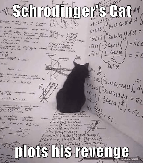 Schrodinger's Cat - Lolcats - lol | cat memes | funny cats | funny cat ...