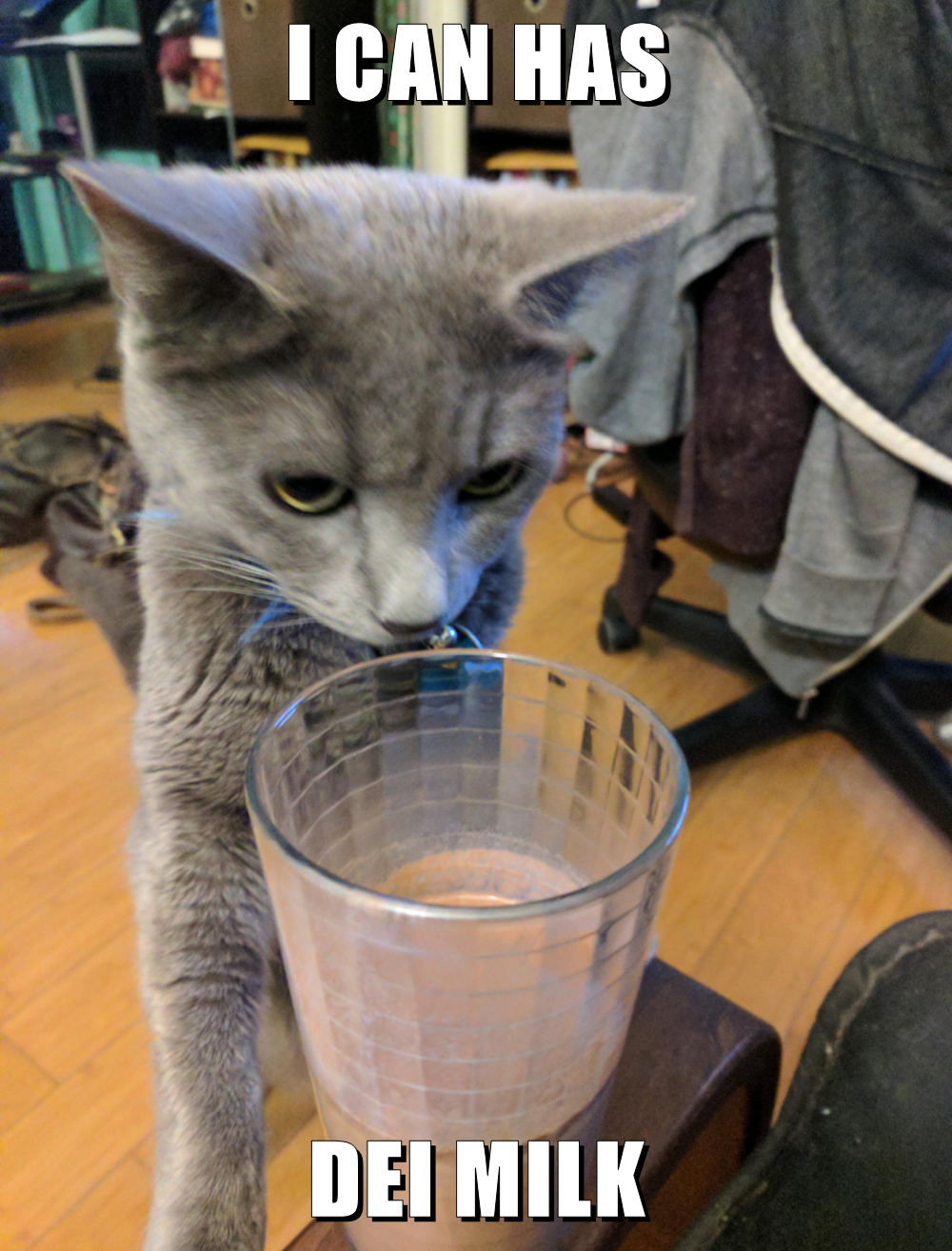 No can has - Lolcats - lol | cat memes | funny cats | funny cat ...