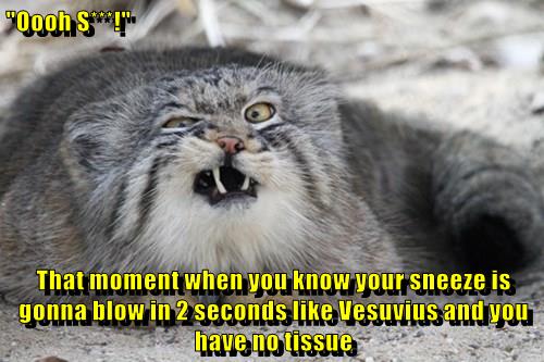 Bless you - Lolcats - lol | cat memes | funny cats | funny cat pictures ...