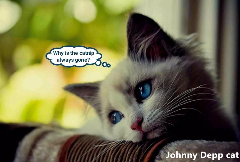 Johnny Depp cat - Lolcats - lol | cat memes | funny cats | funny cat ...