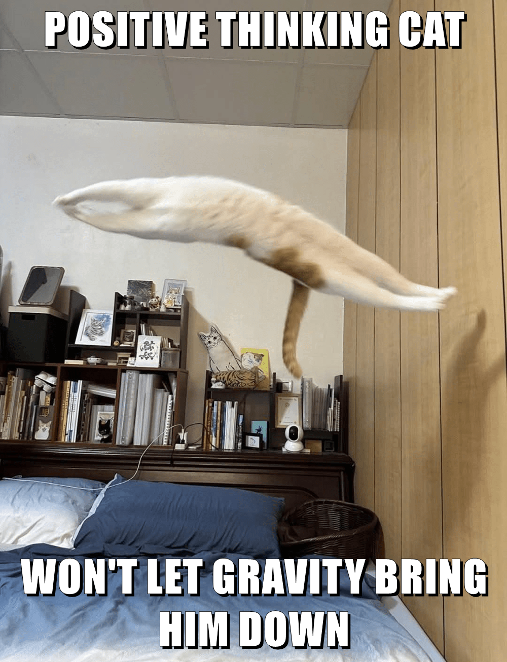 POSITIVE THINKING CAT WON'T LET GRAVITY BRING HIM DOWN - Lolcats - lol ...