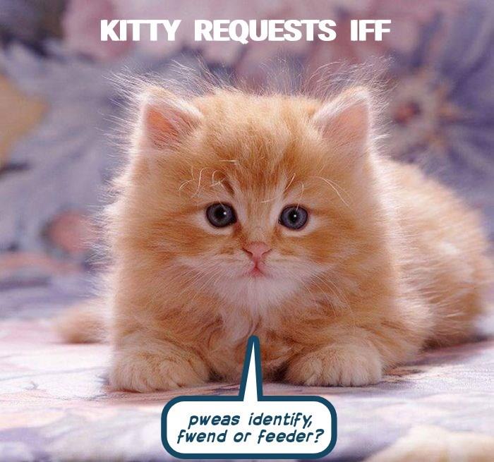 Kitty requests IFF - Lolcats - lol | cat memes | funny cats | funny cat ...