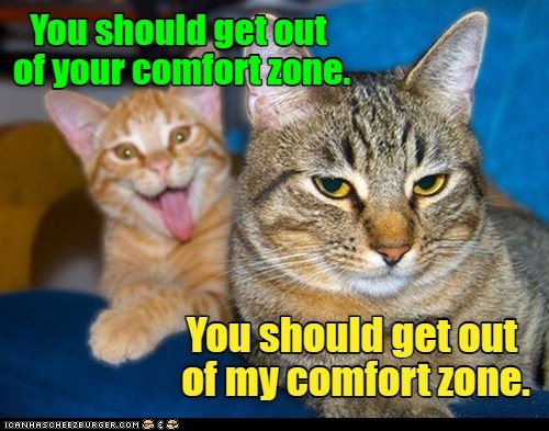 I have become comfortably numb. - Lolcats - lol | cat memes | funny ...