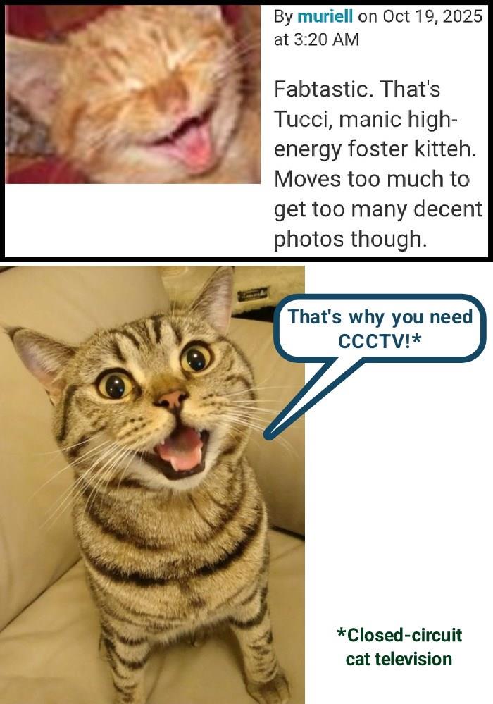 It's the only way - Lolcats - lol | cat memes | funny cats | funny cat ...