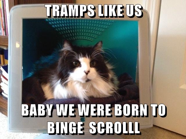 Binge scroll - Lolcats - lol | cat memes | funny cats | funny cat ...