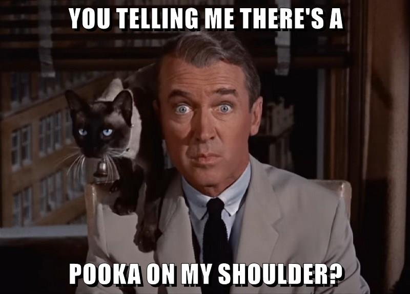 Really? - Lolcats - lol | cat memes | funny cats | funny cat pictures ...