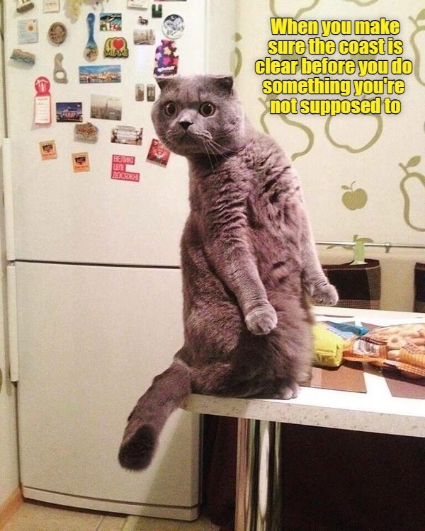 Just Checking - Lolcats - lol | cat memes | funny cats | funny cat ...