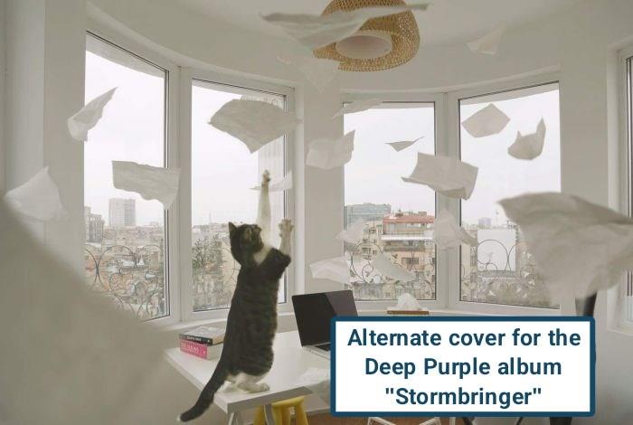 First, the wind - Lolcats - lol | cat memes | funny cats | funny cat ...