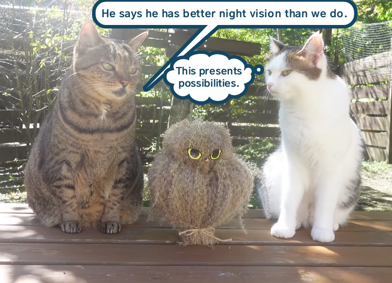 Put him on mouse patrol - Lolcats - lol | cat memes | funny cats ...