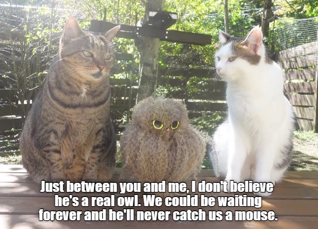 *gasp* he's a fake?! - Lolcats - lol | cat memes | funny cats | funny ...