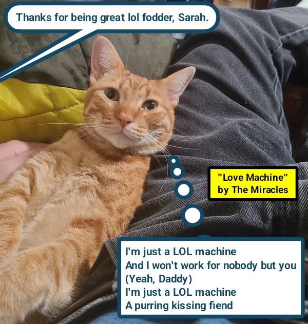 "Love Machine" by The Miracles - Lolcats - lol | cat memes | funny cats ...