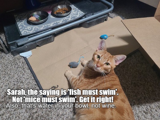 Fish must swim - Lolcats - lol | cat memes | funny cats | funny cat ...